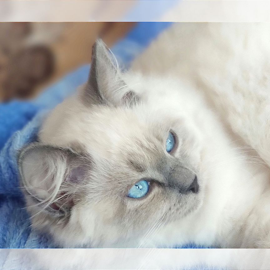 Невский маскарадный котик