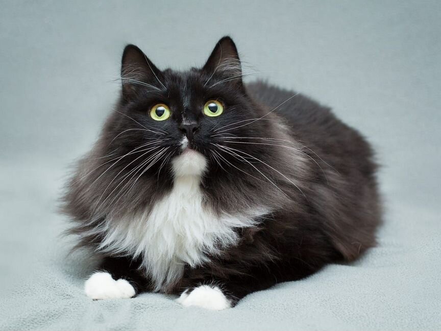 Котик Марсик