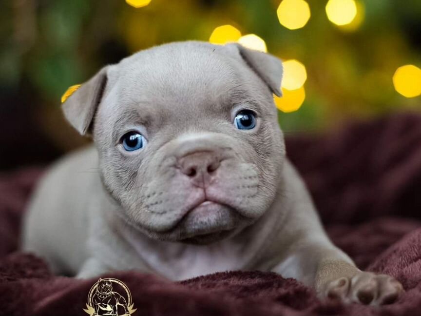 Американский булли микро экзот