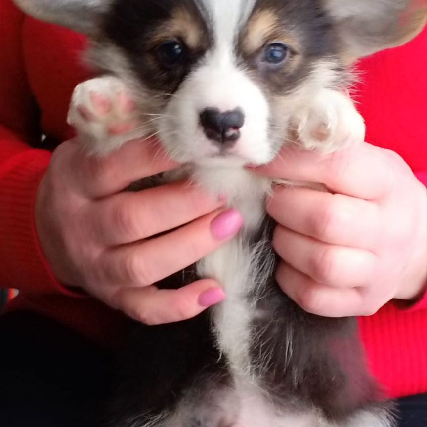 Вельш корги пемброк