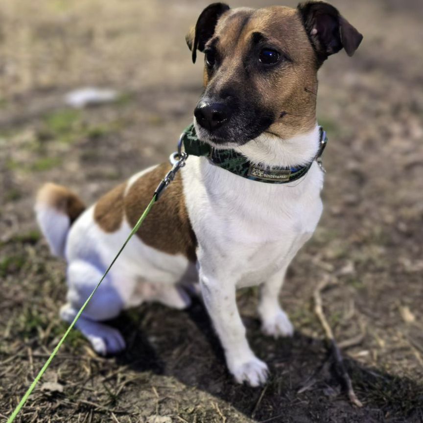 Вязка Джек Рассел терьер Нижний Новгород