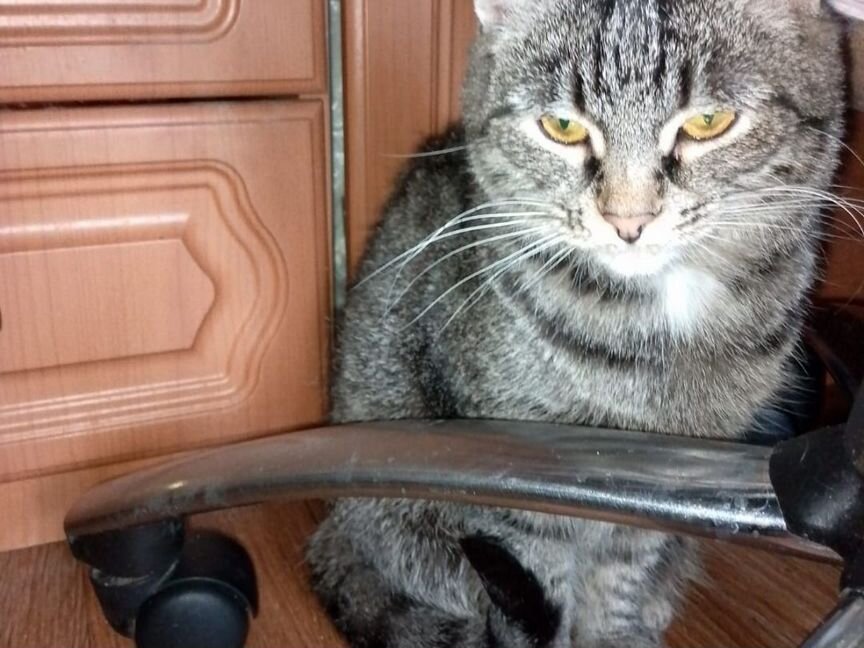 Кошка
