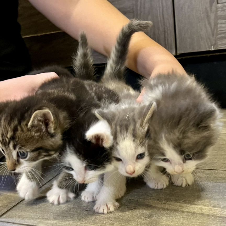 Котята в добрые руки