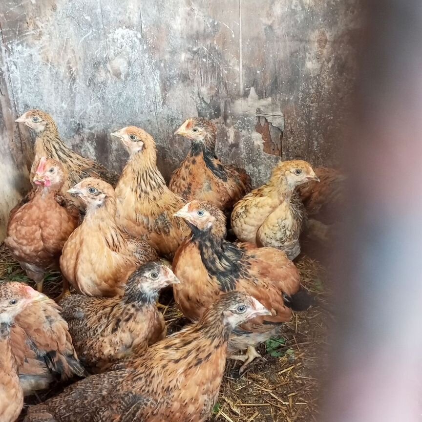 Цыплята кучинкские