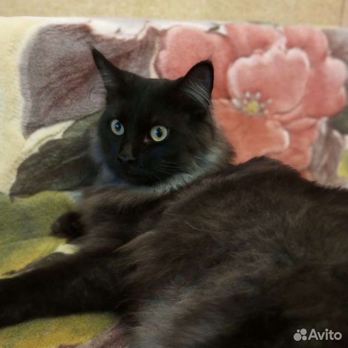 Кошка, ответственному человеку