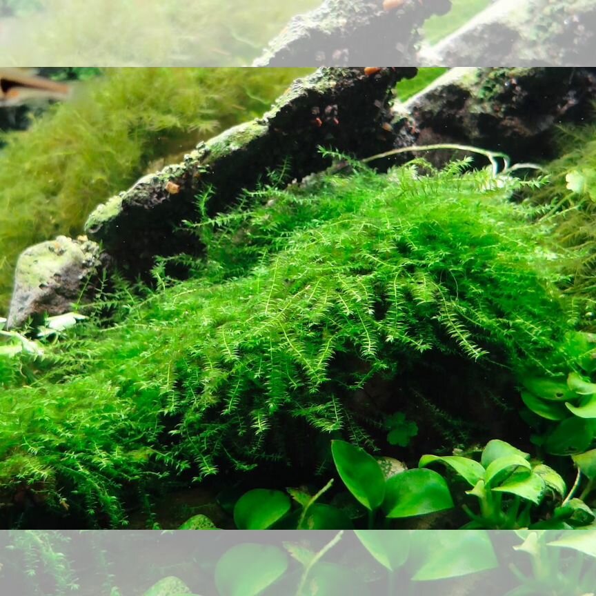 Мох для аквариума "Бабл"