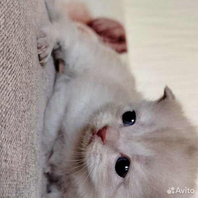 Котята. Британцы Шотландцы