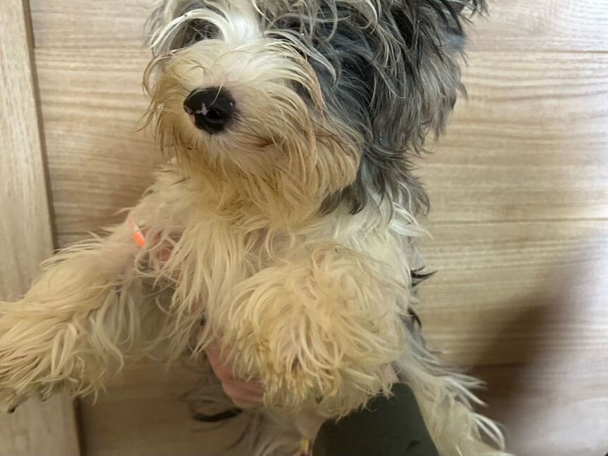 Йоркширский терьер девочка