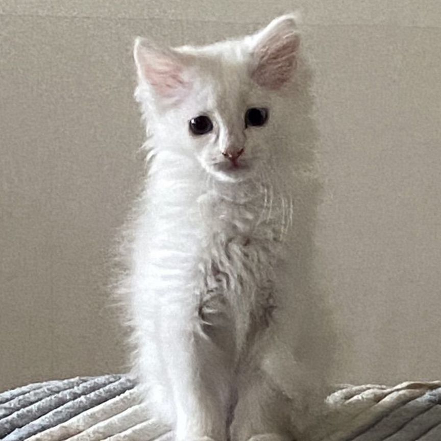Кошечка в добрые руки бесплатно