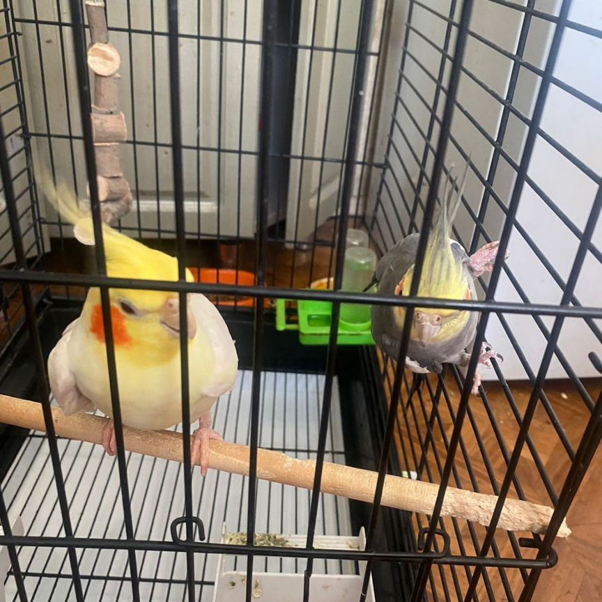 Попугай корелла с клеткой