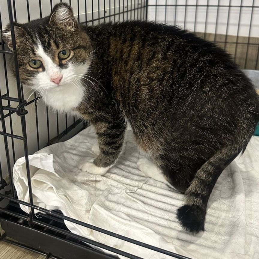 Взрослая, кошка в добрые руки