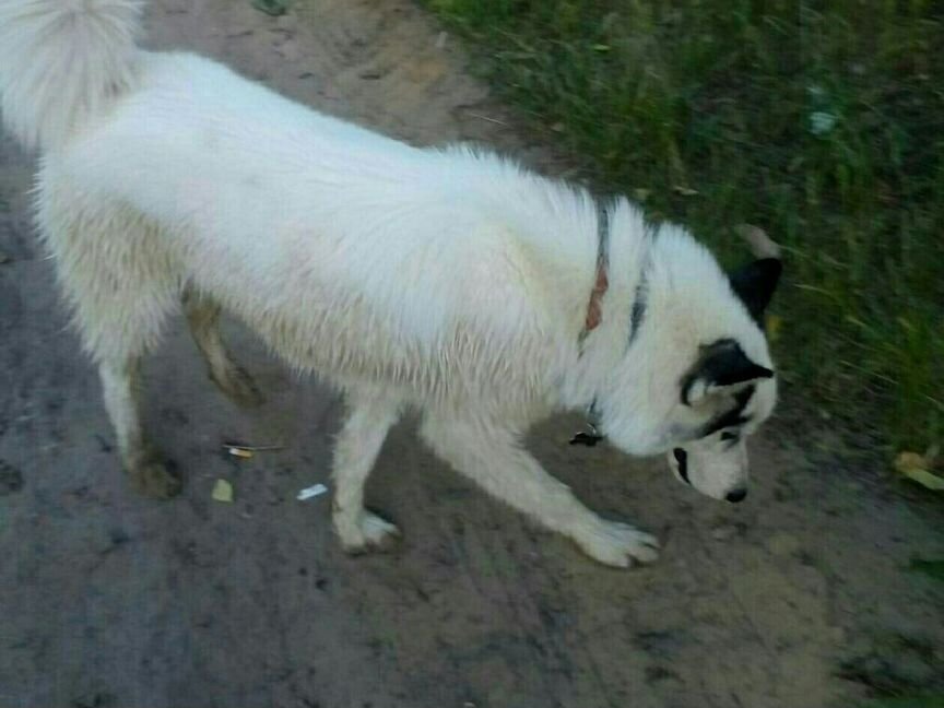 Собака Амур ищу