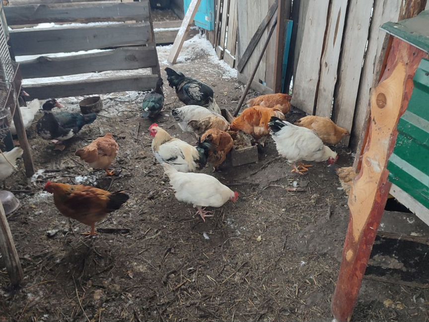 Петушок и курочка