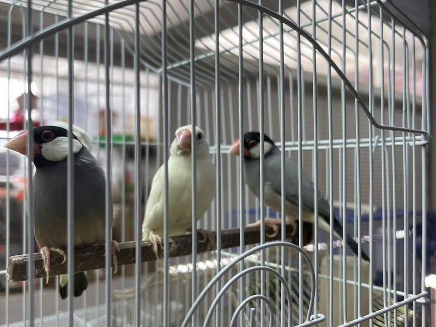 Амадина рисовка