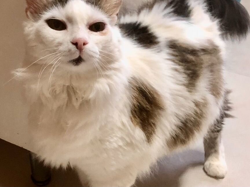 Кошечка-компаньон