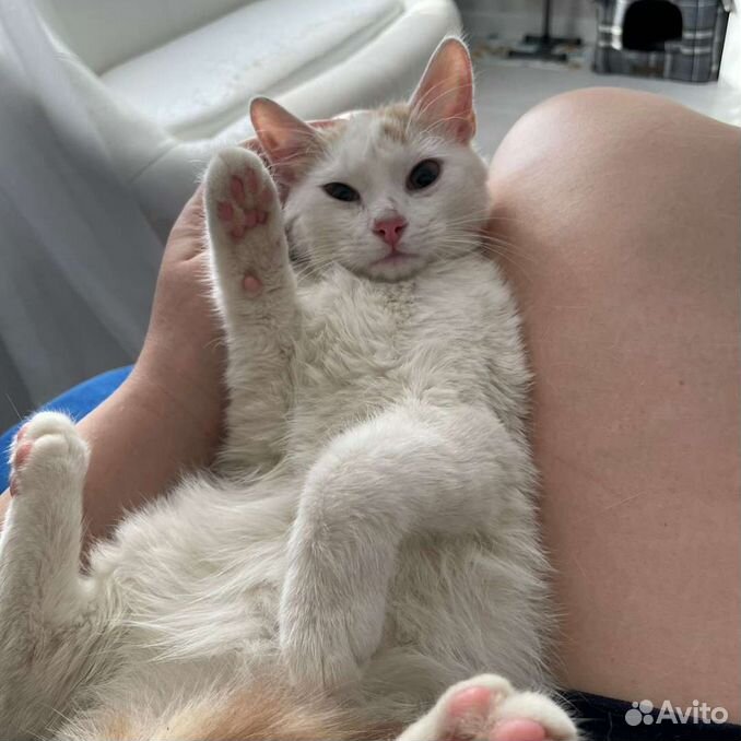 Мегаласковый котенок мальчик в дар