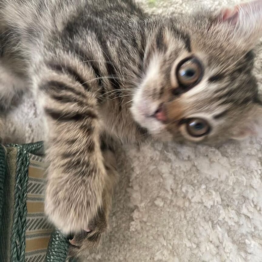 Котята в добрые руки бесплатно девочка