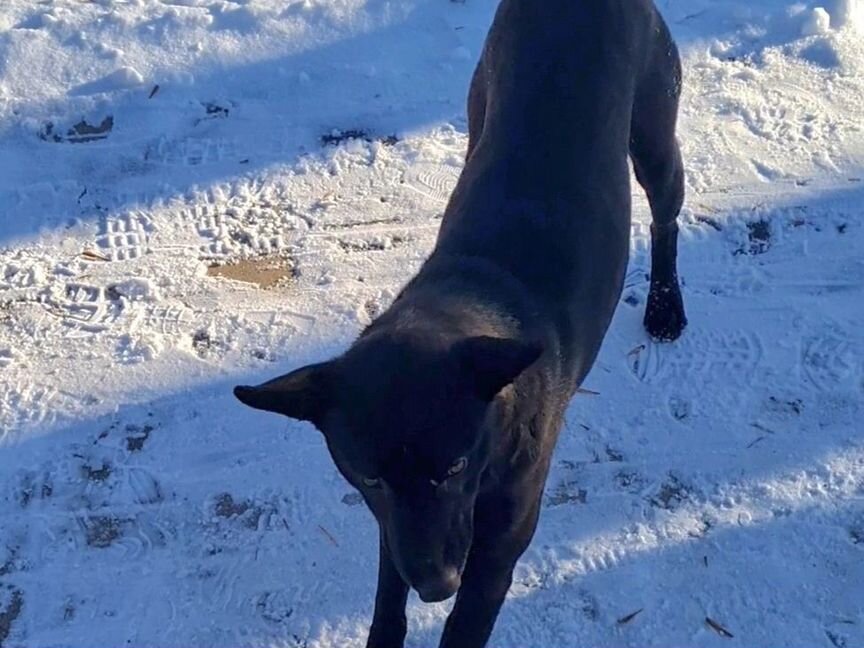 Маленький шанс на собачье счастье