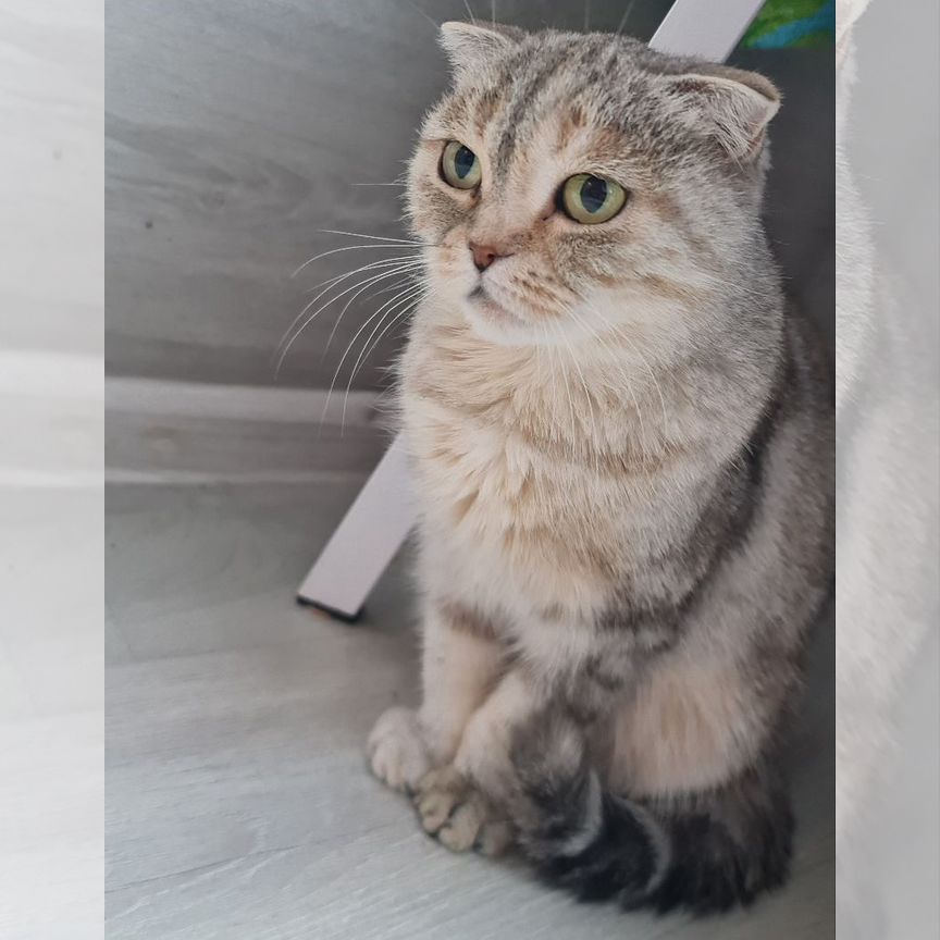 Кошка шотландская