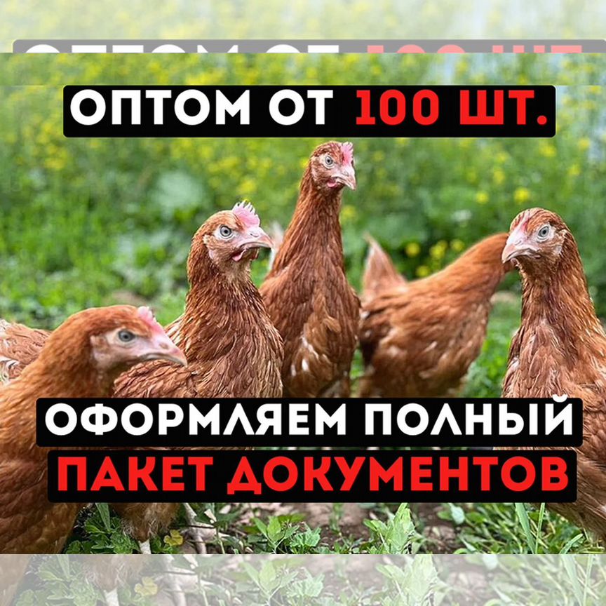 Курицы несушки оптом от производителя с доставкой