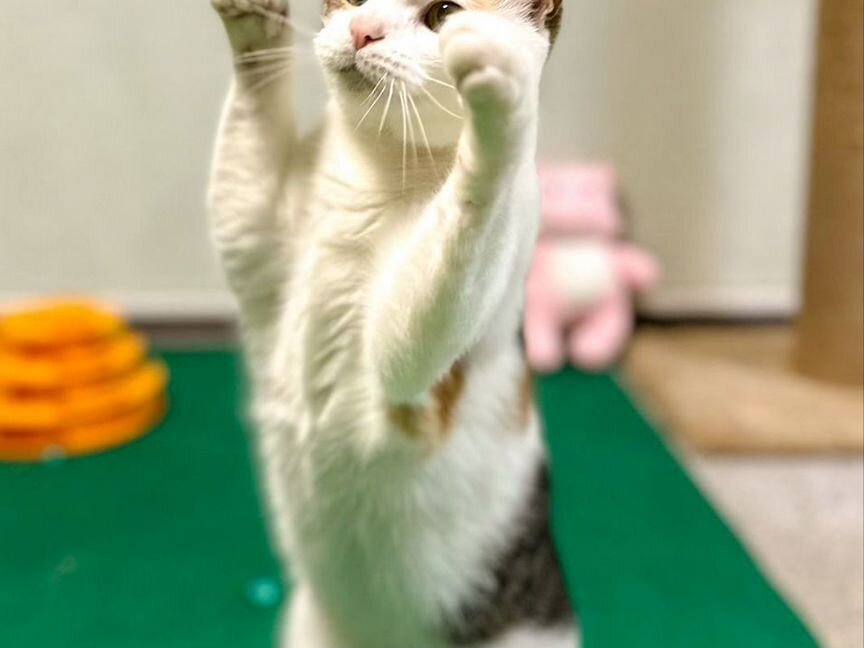 Кошечка Победа ищет дом