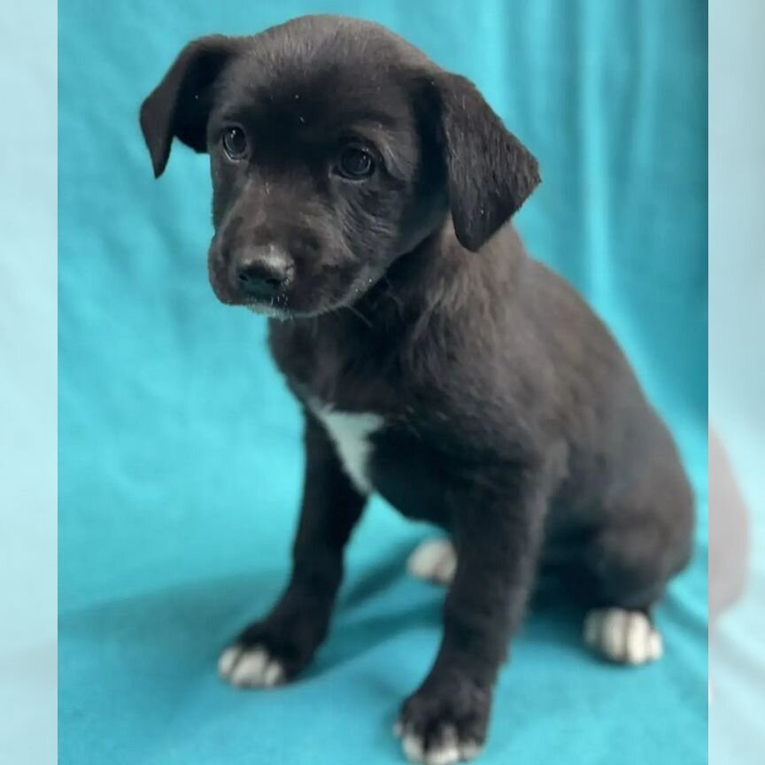 Щенок в добрые руки