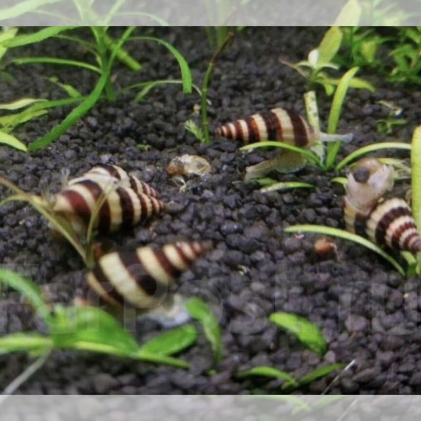 Улитка хелена (бронь)