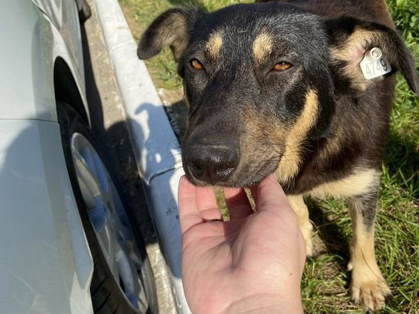 Собака в добрые руки срочн0