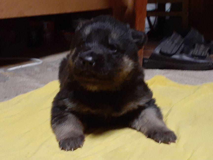 Щенки вео восточноевропейской овчарки