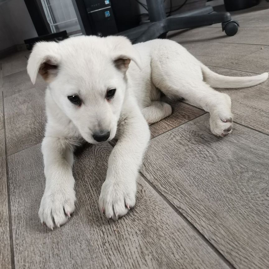 Лабрадор в хорошие руки