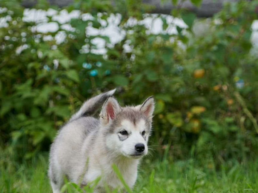 Собаки щенки