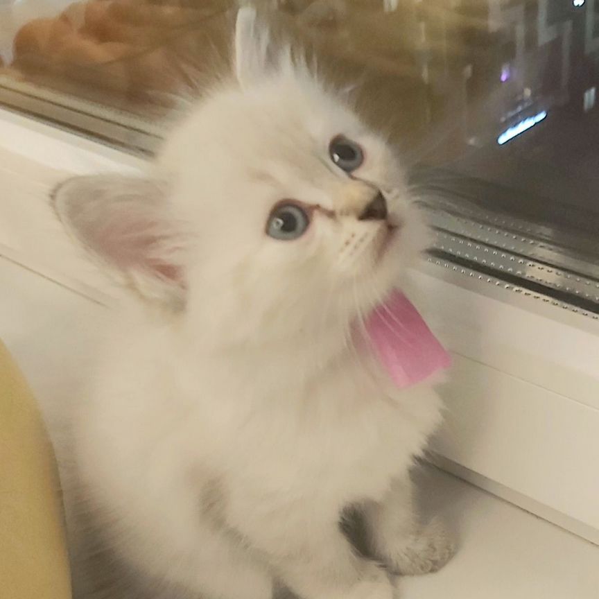 Невские маскарадные котята