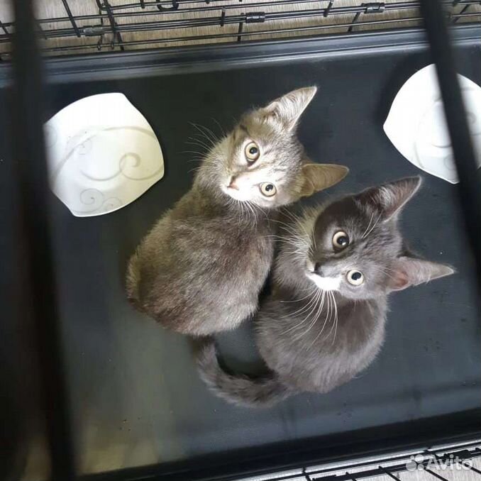 Котята мальчики 4 мес