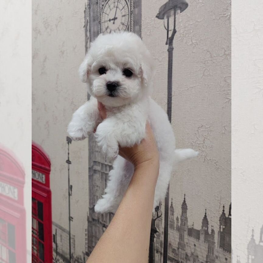 Бишон фризе, щенок