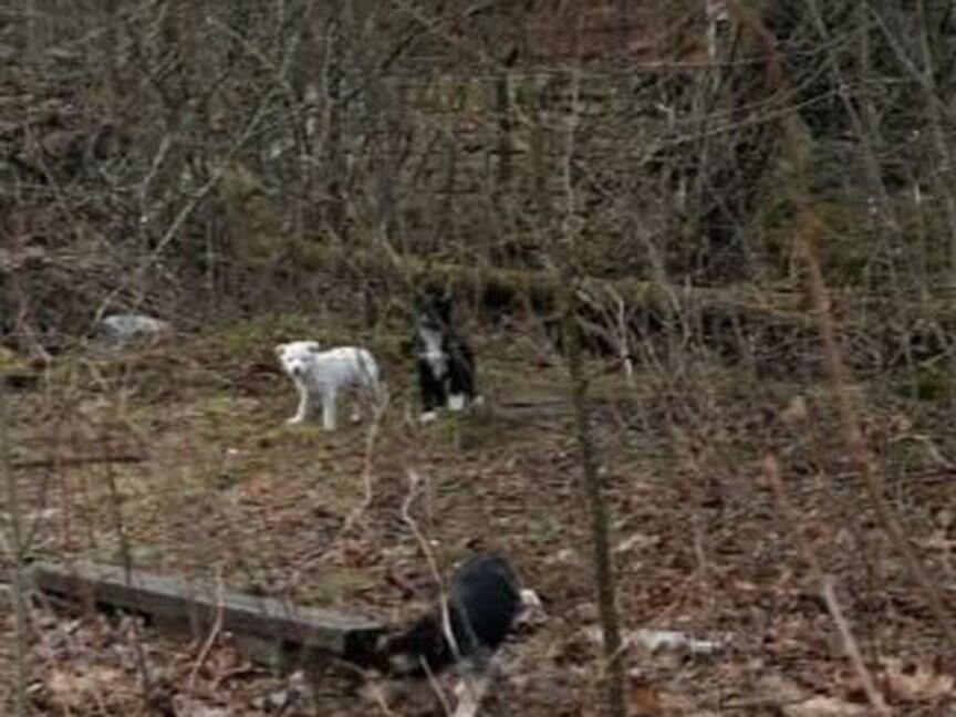 Щенята малыши, в хорошие и добрые руки