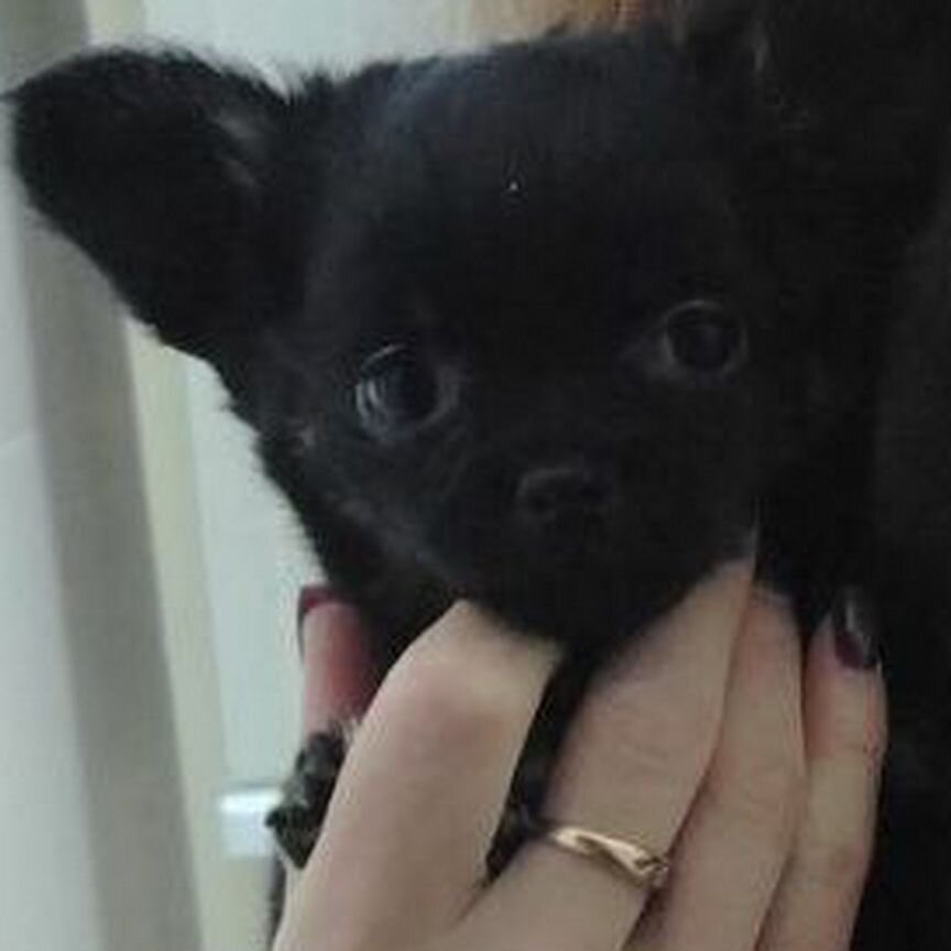 Чихуахуа, щенок