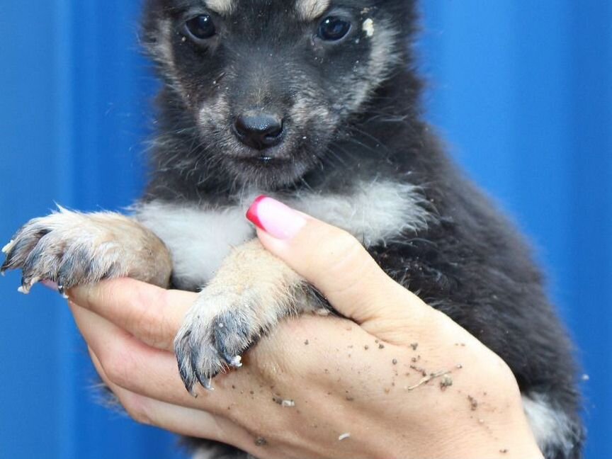 Щенки в добрые руки