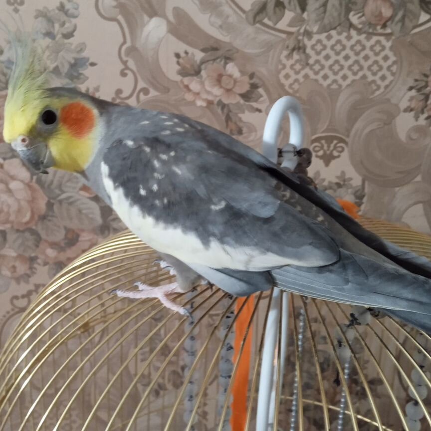 Попугай корелла