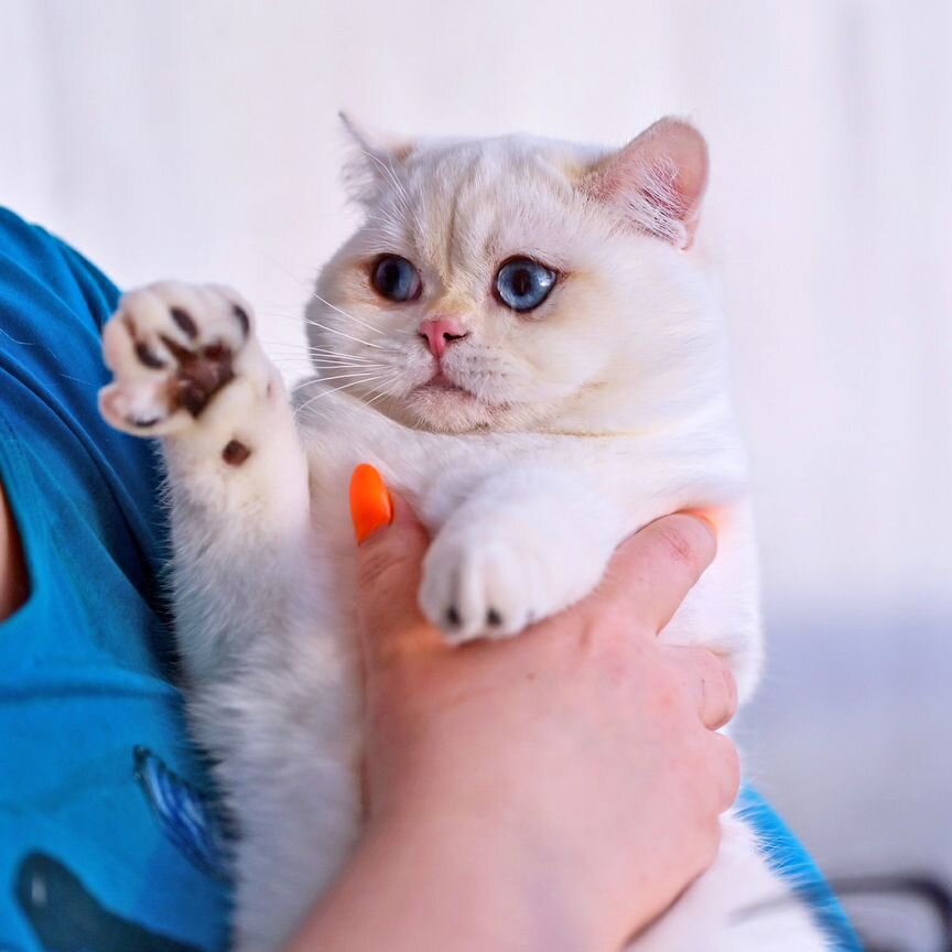 Синеглазый котик золотая шиншилла-пойнт бесплатно