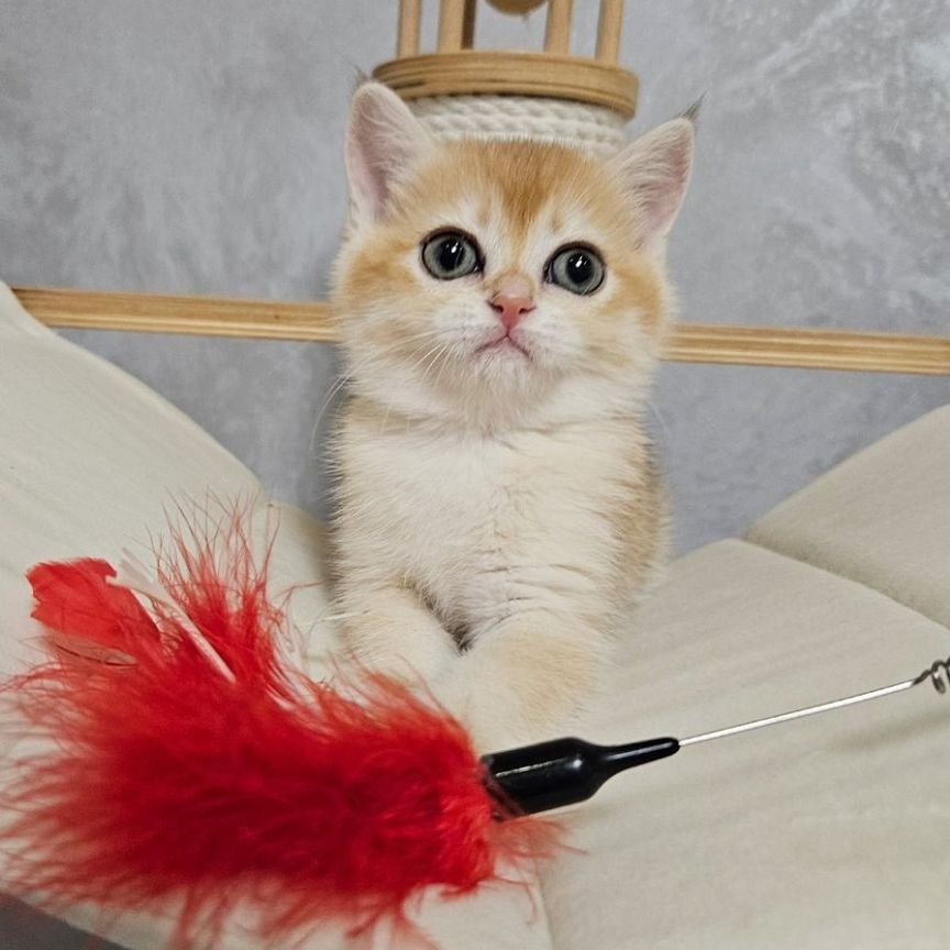 Шотландская принцесса