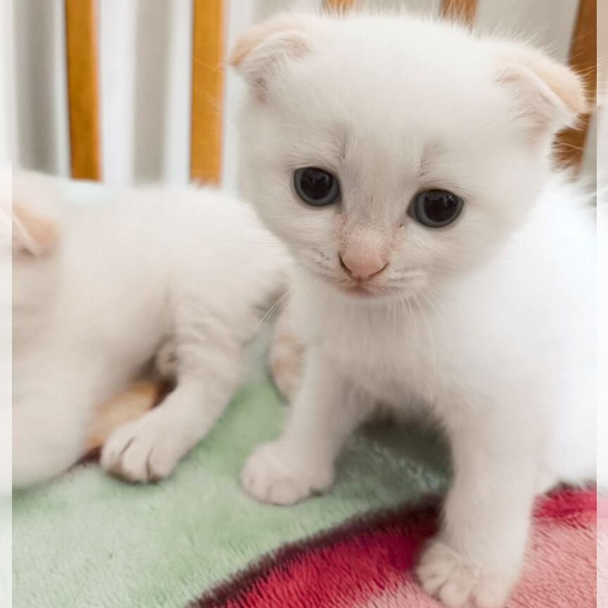 Отдам в добрые руки котят