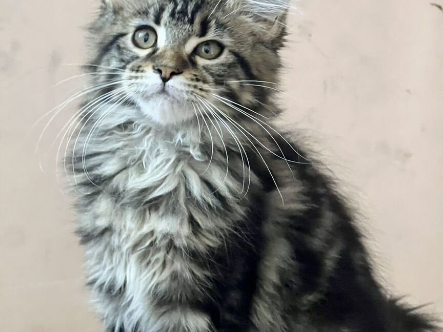 Мейн-кун кошечка