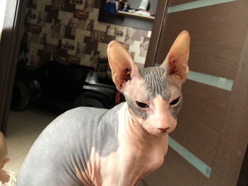 Донской сфинкс