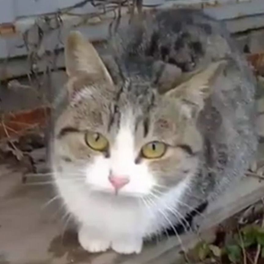 Взрослая кошка в добрые руки