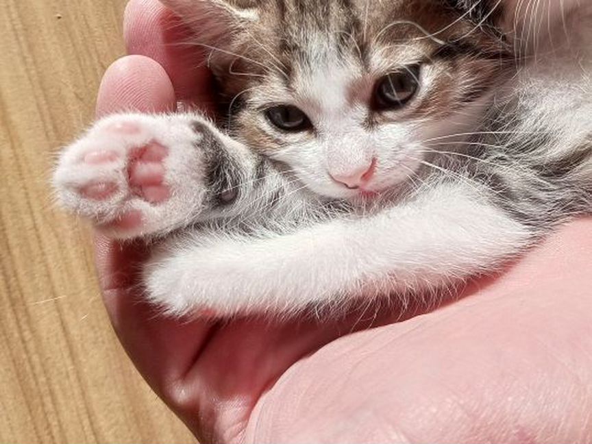 Кошка