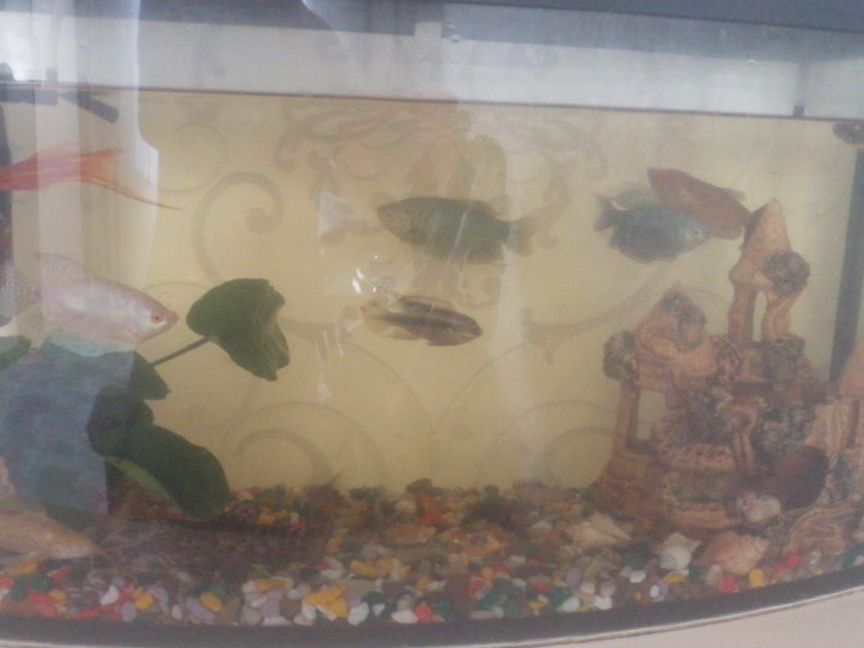 Аквариум с рыбками