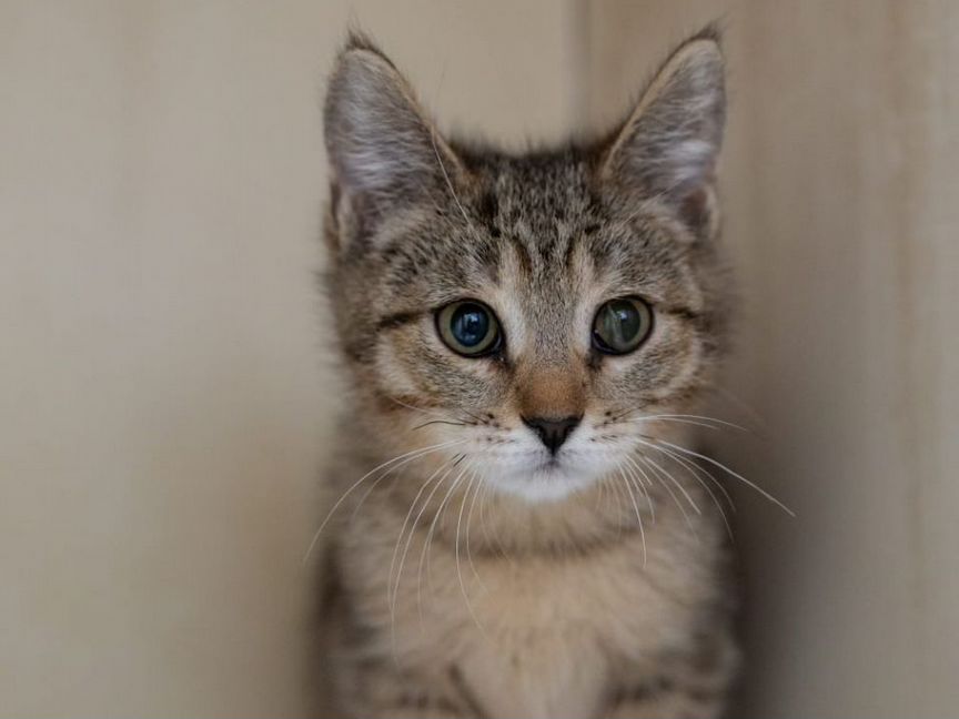 Котенок мальчик 3.5 месяца