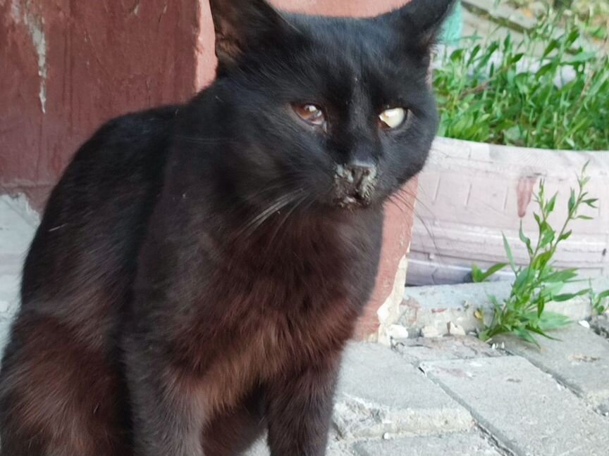 Кот нуждается в лечении