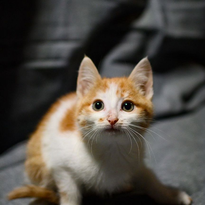 Котенок мальчик. Доставка