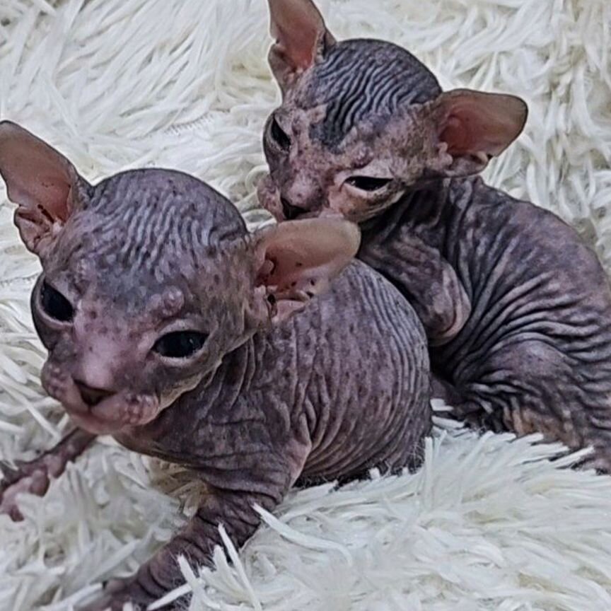 Канадский сфинкс котёнок